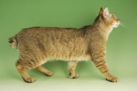 Pixie Bob Cat - Breed Profile and Facts