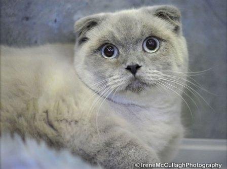 Scottish Fold Cats - Breed Profile and Facts
